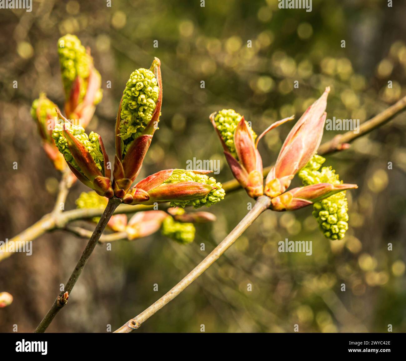 Black cottonwood hi-res stock photography and images - Alamy