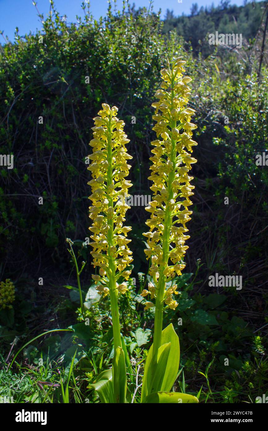 Two flower stalks of the small-dotted orchis (Orchis punctulata ...