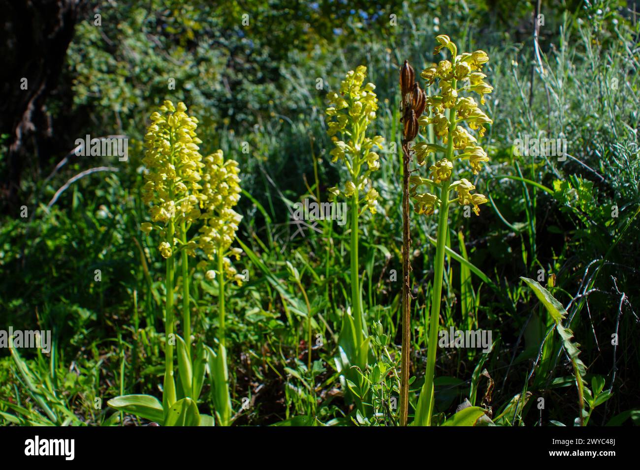 Punctate orchis hi-res stock photography and images - Alamy