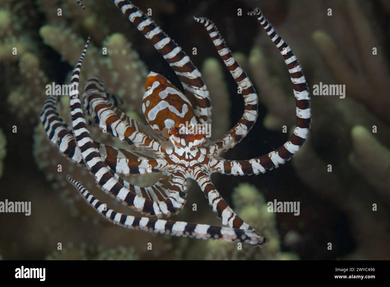 A Wunderpus octopus, Wunderpus photogenicus, swims across a coral reef ...