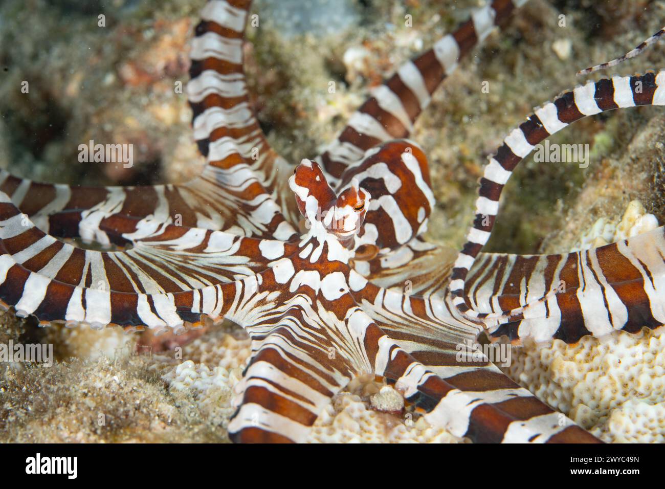 A Wunderpus octopus, Wunderpus photogenicus, swims across a coral reef ...