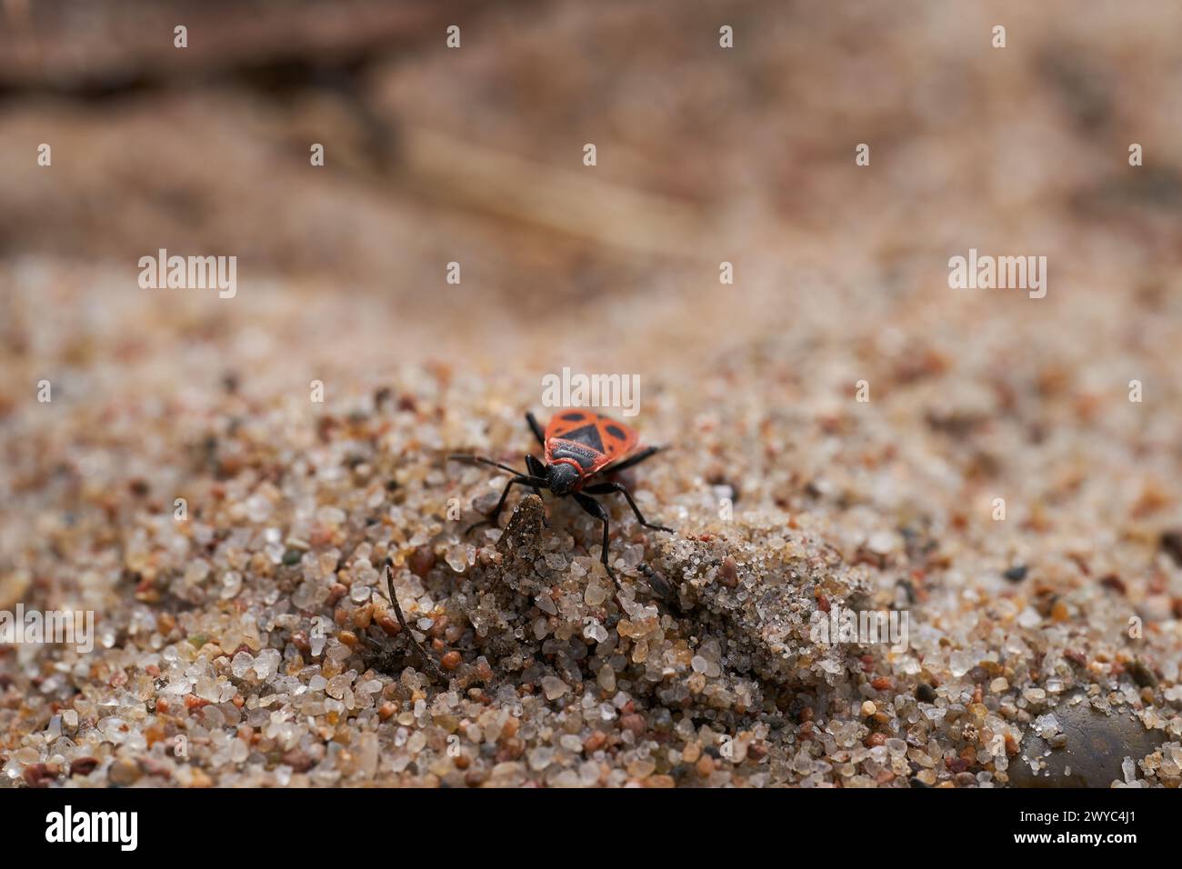 Sand flea hi-res stock photography and images - Alamy