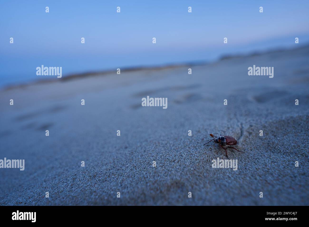 Sand flea hi-res stock photography and images - Alamy