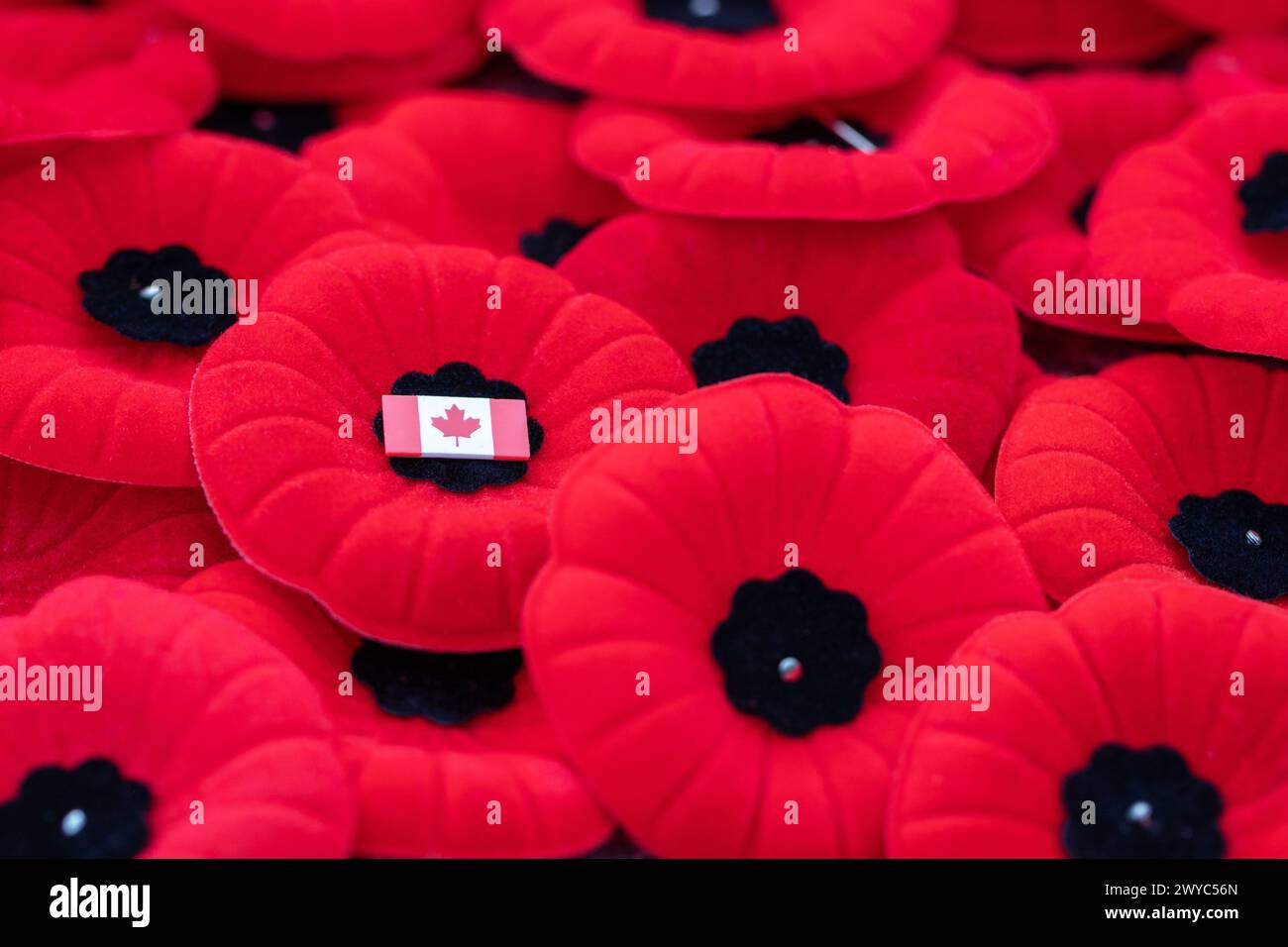 Remembrance Day red poppy flowers with small Canadian flag in Ottawa ...