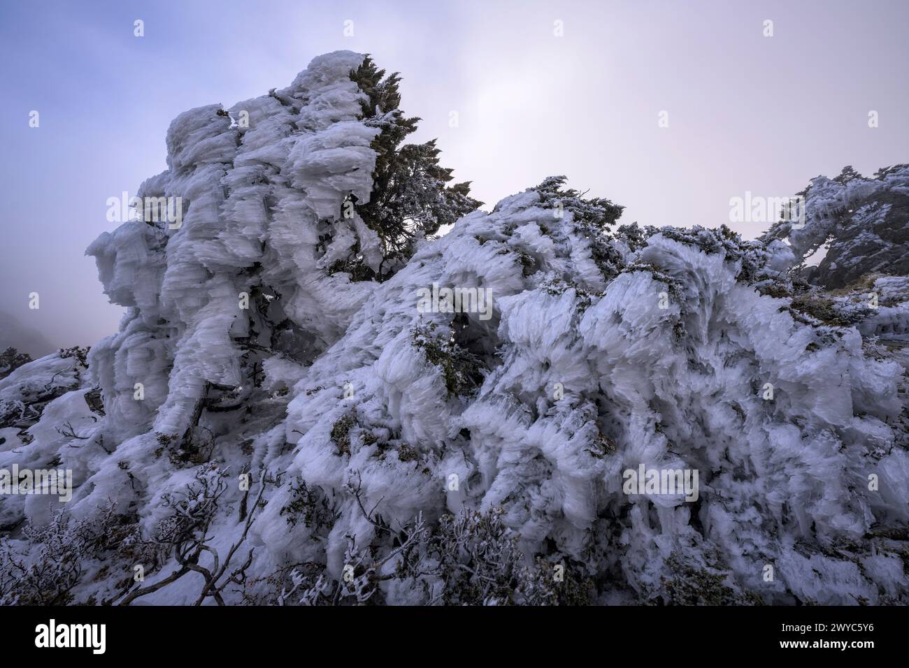 A lone tree stands covered in thick ice along a mountain trail ...