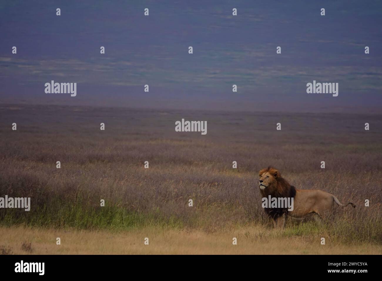 Large Male Lion, Ngorongoro Crater, Tanzania Stock Photo - Alamy