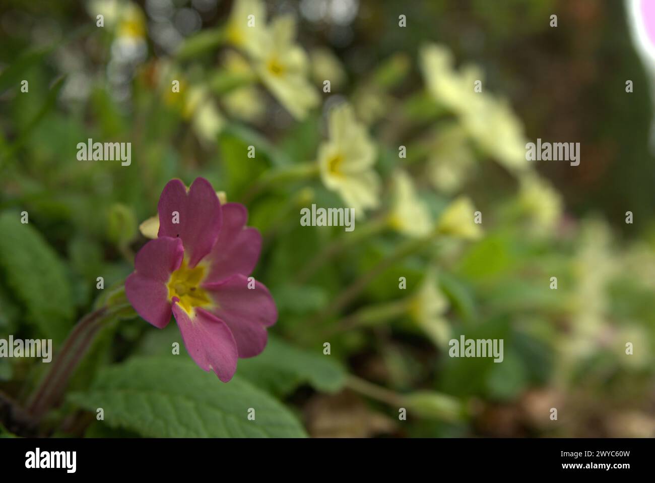 Spring uk flower hi-res stock photography and images - Alamy
