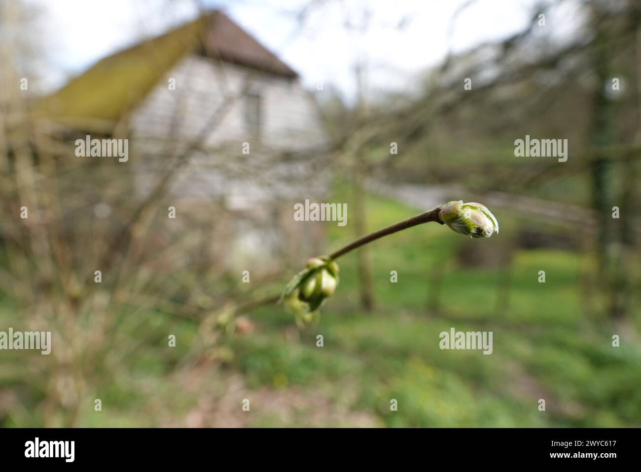 British leaves hi-res stock photography and images - Alamy