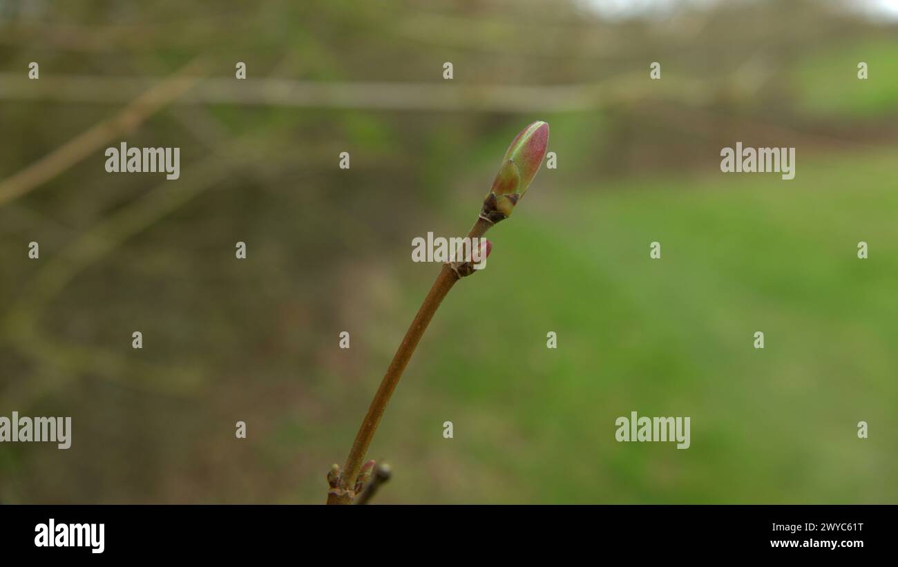 Delicate leaf buds hi-res stock photography and images - Alamy