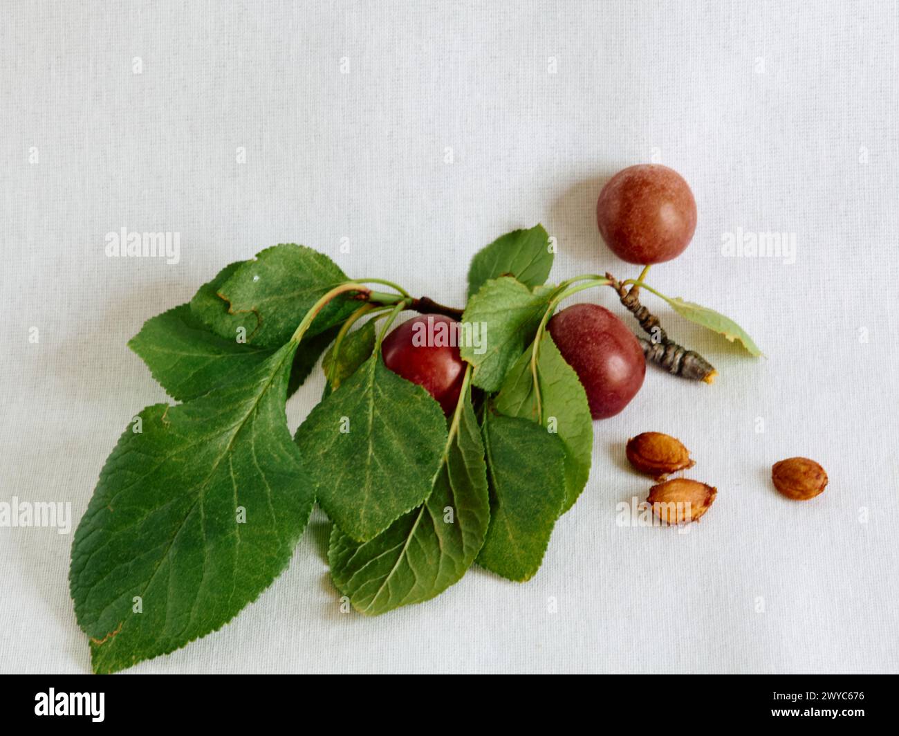 three plums on a branch with leaves and three seeds on a white ...