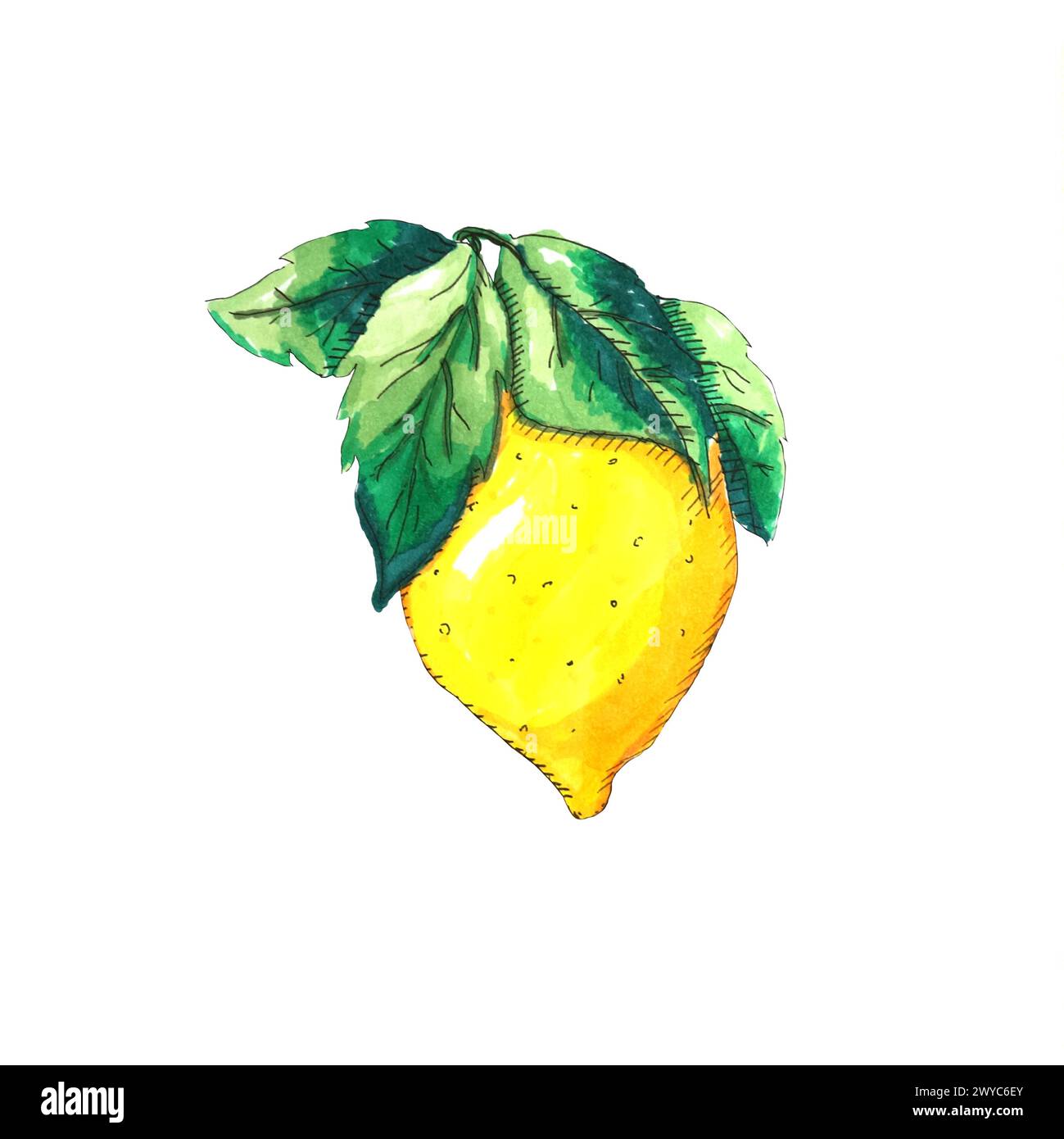 Hand drawn lemon Cut Out Stock Images & Pictures - Alamy