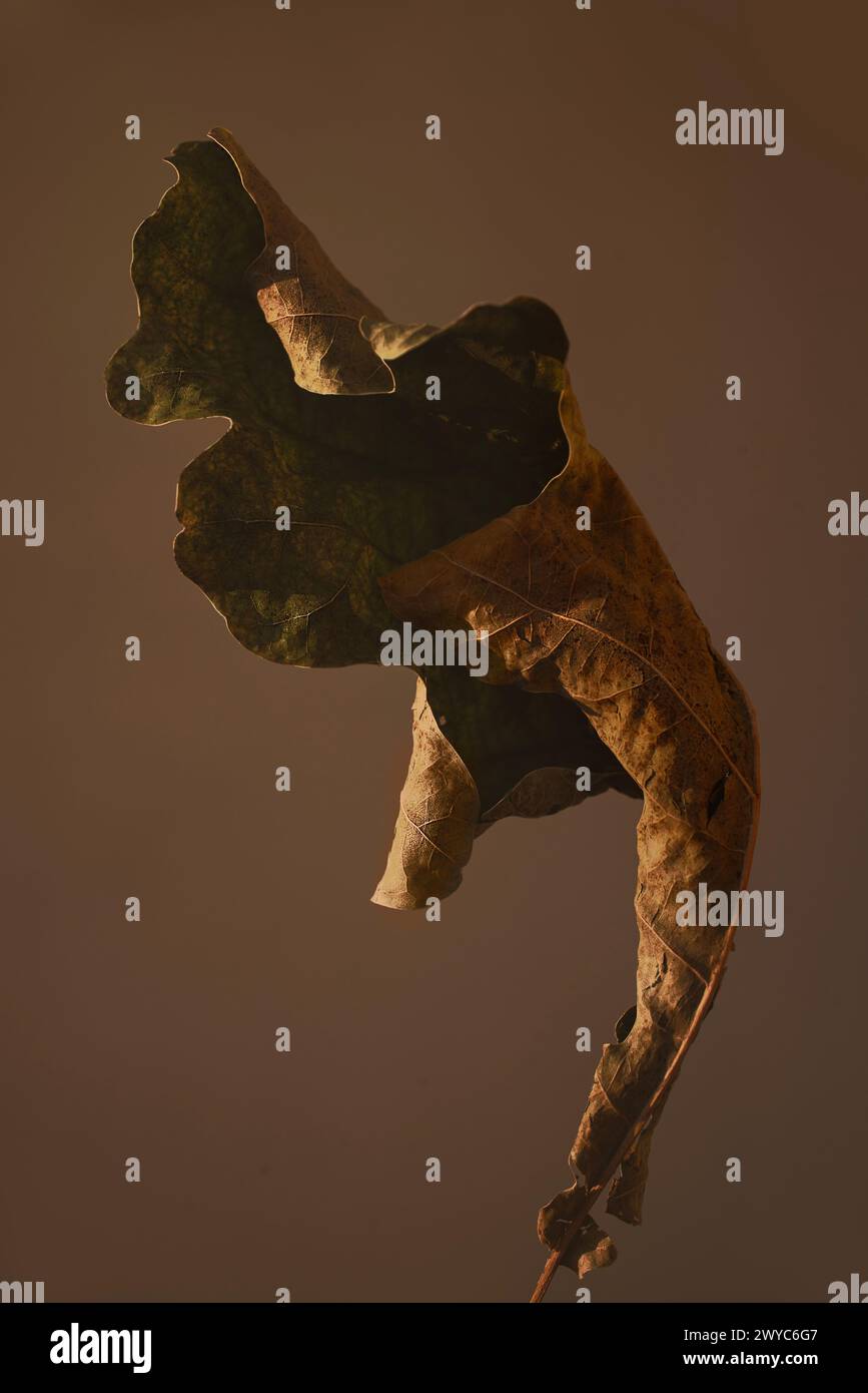 Seemed color hi-res stock photography and images - Alamy