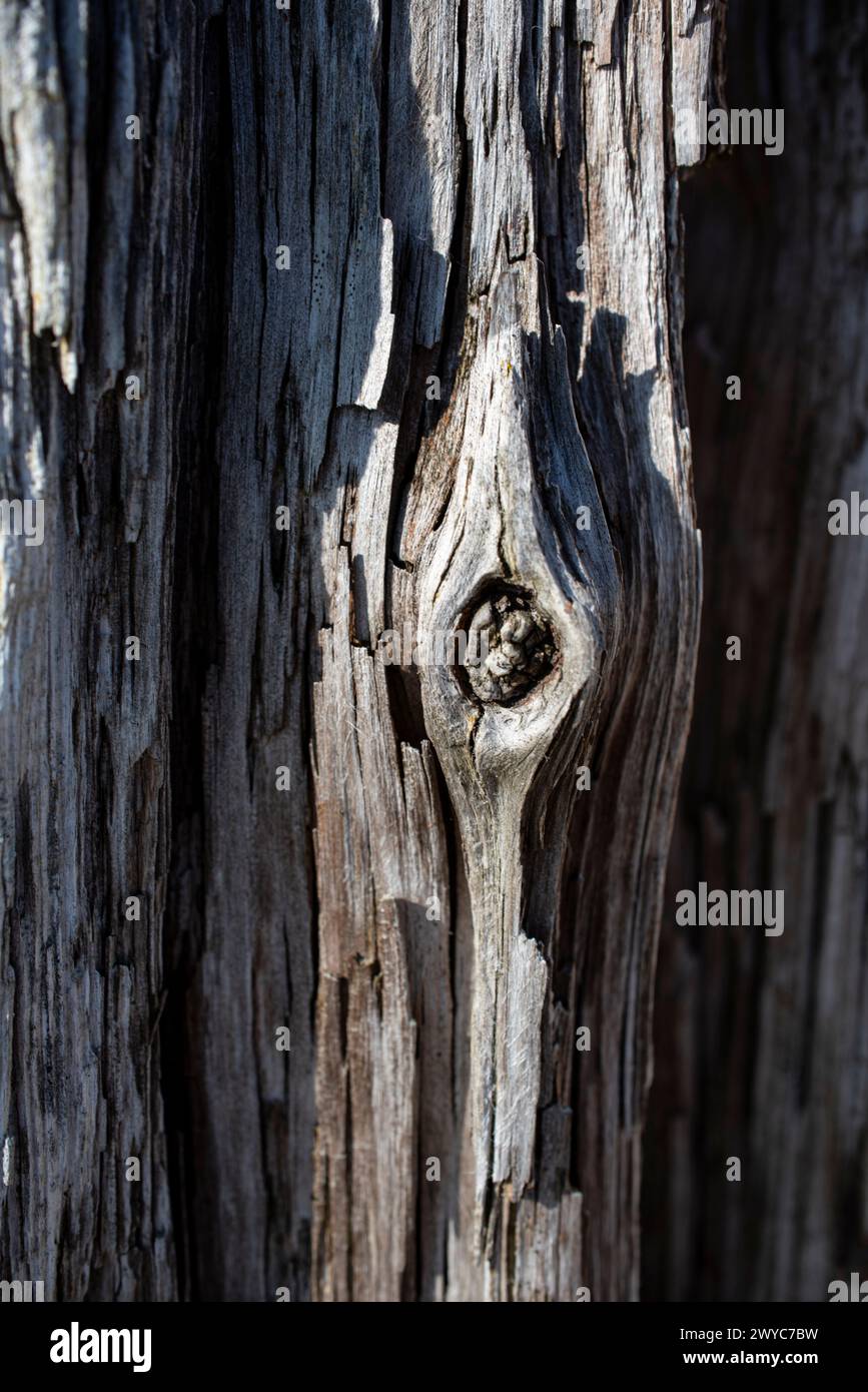 texture of very old sea washed wood with blurred areas Stock Photo - Alamy