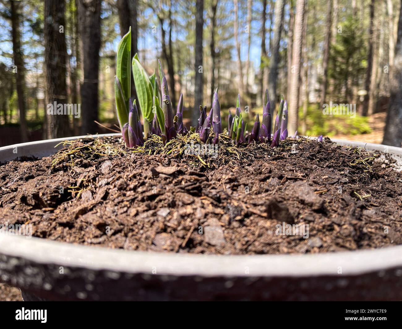 Fresh sprouts of a perennial plant push up through the soil with the ...
