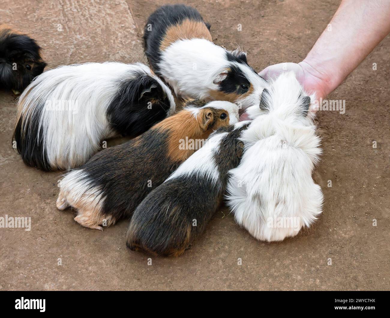 Feed guinea pigs hi-res stock photography and images - Alamy