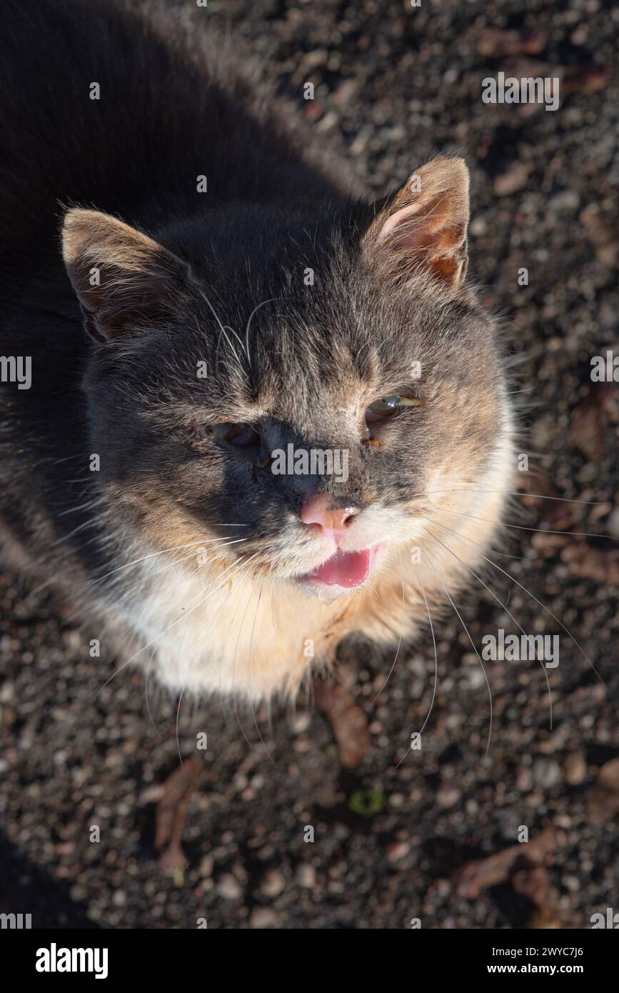 Old looks hi-res stock photography and images - Alamy