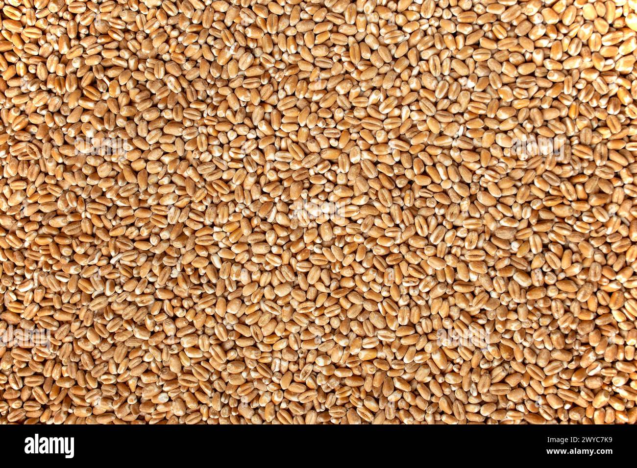 Wheat Grain texture, abstract backdrop Stock Photo - Alamy