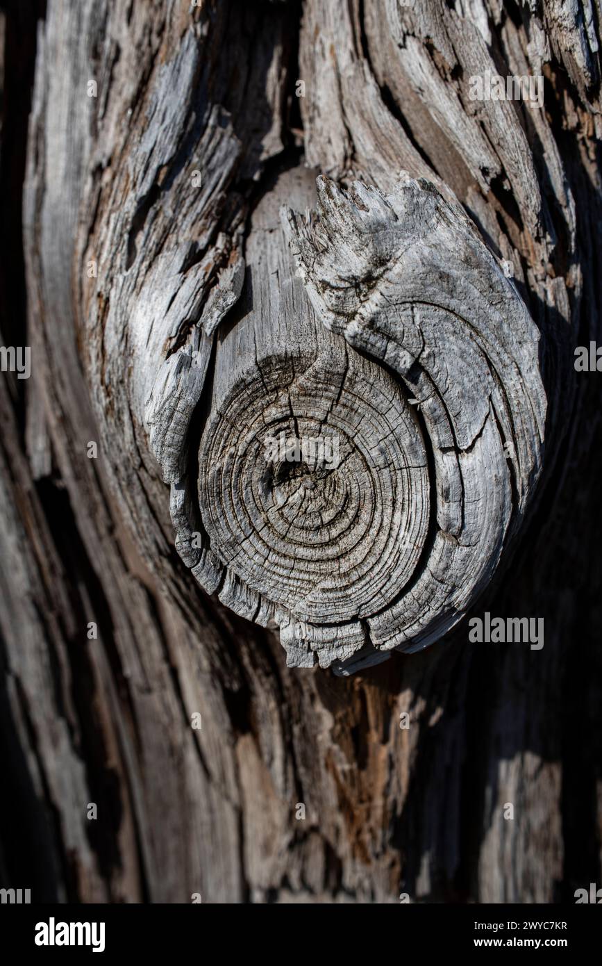 texture of very old sea washed wood with blurred areas Stock Photo - Alamy
