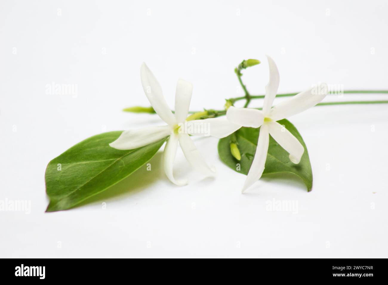 Azores Jasmine (Jasminum azoricum) flower on a white background Stock ...