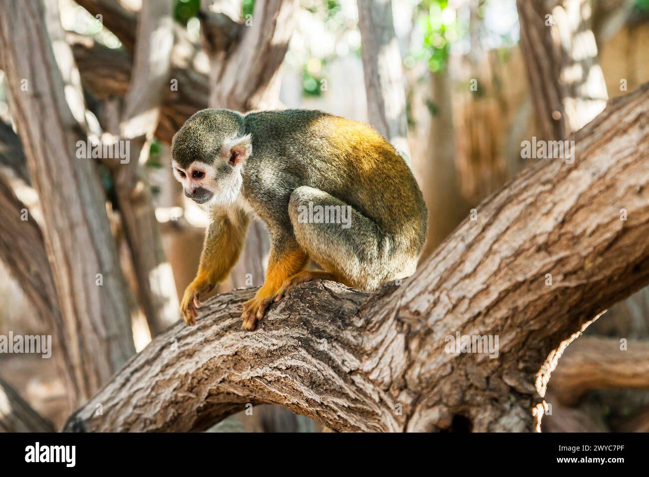 Tree face monkey eyes hi-res stock photography and images - Alamy