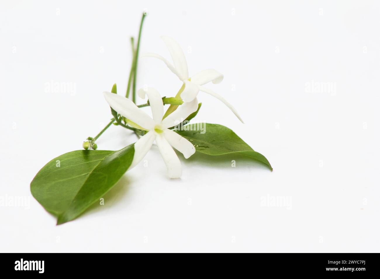 Azores Jasmine (Jasminum azoricum) flower on a white background Stock ...
