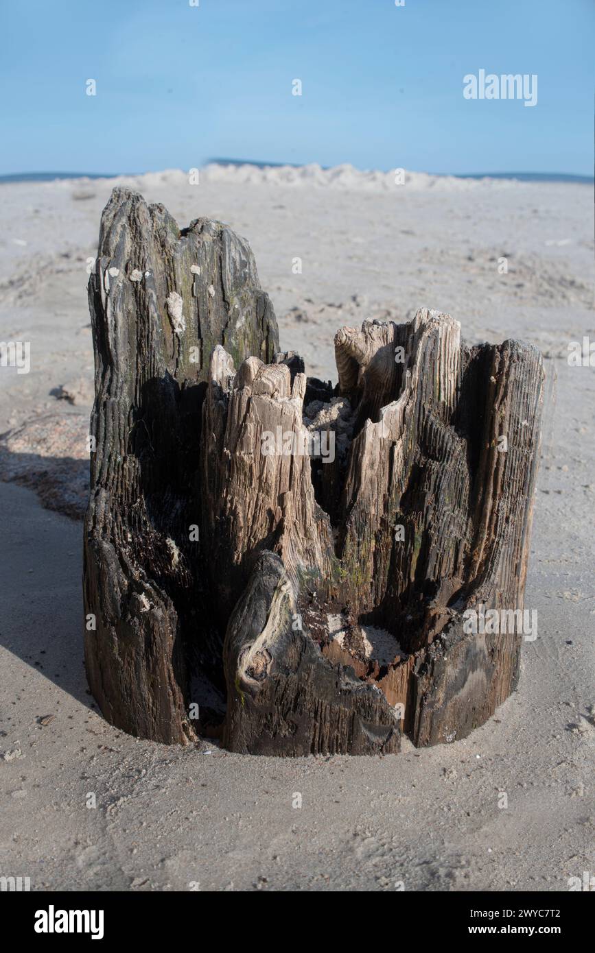 Sea sanded stump on the beach Stock Photo - Alamy