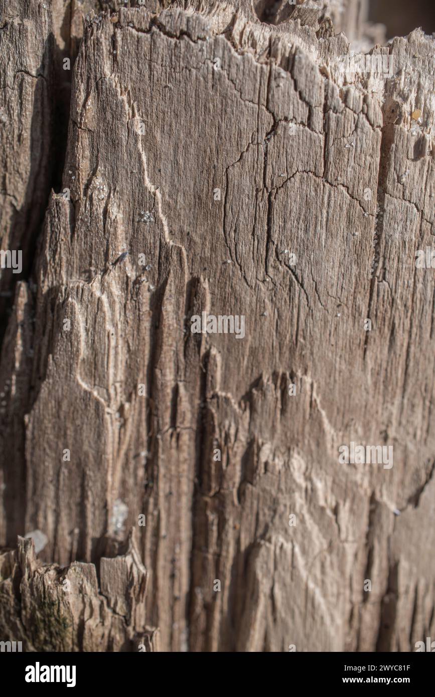 texture of very old sea washed wood with blurred areas Stock Photo - Alamy