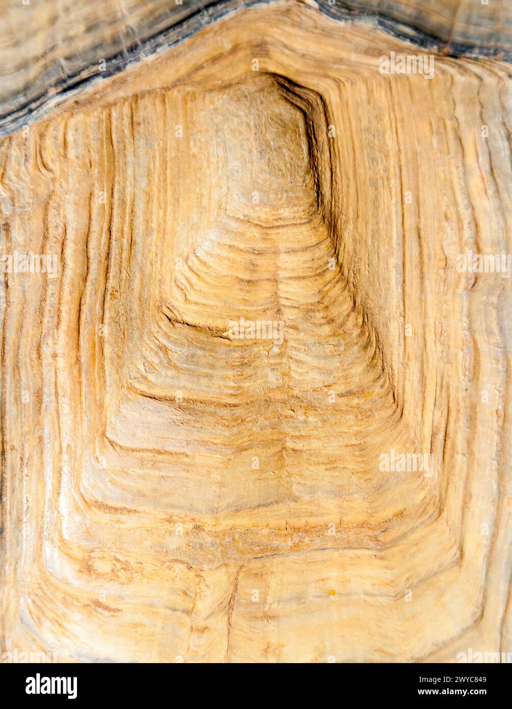 The turtle shell close up Stock Photo - Alamy