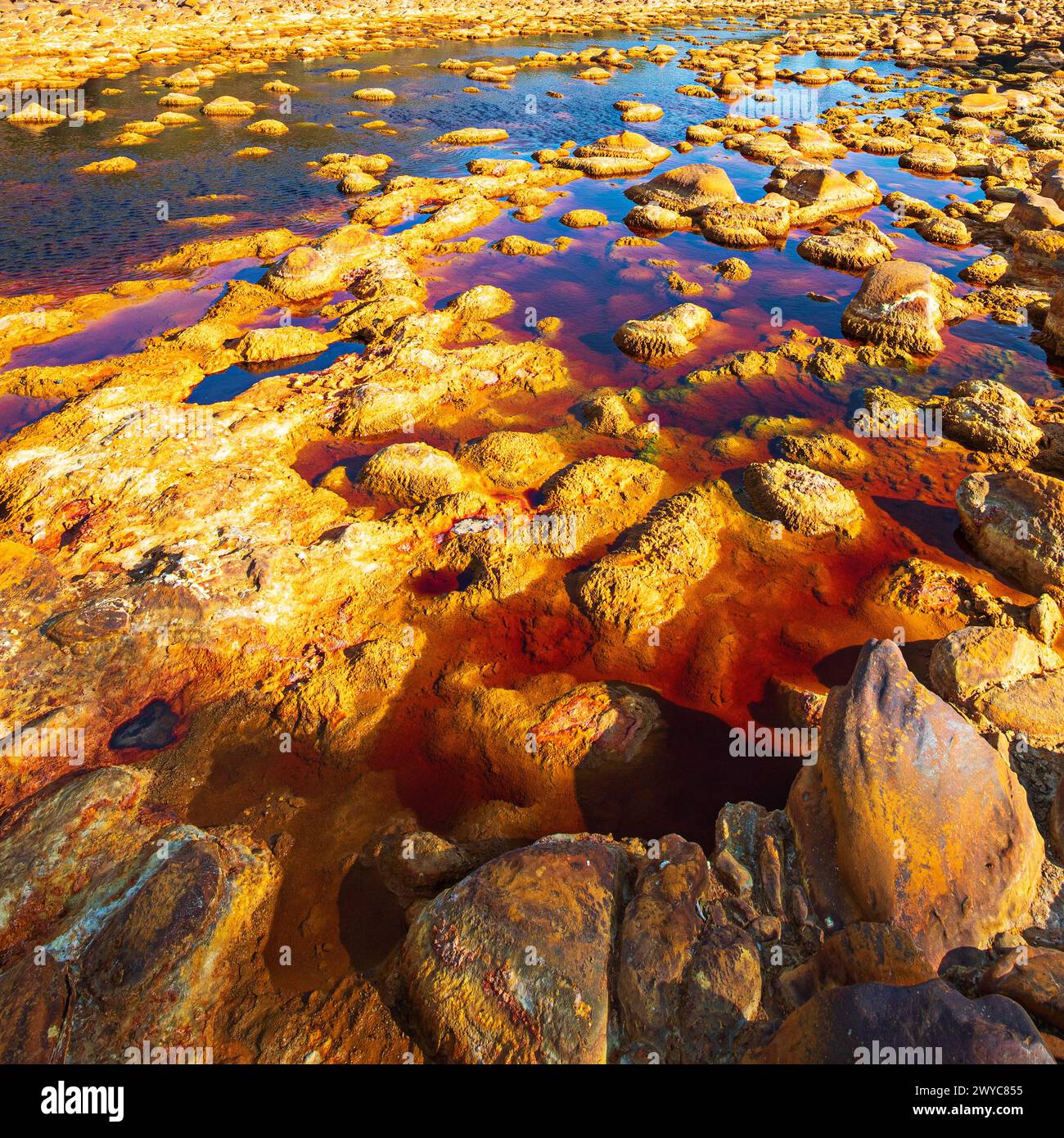 Bacterias acidofilas hi-res stock photography and images - Alamy