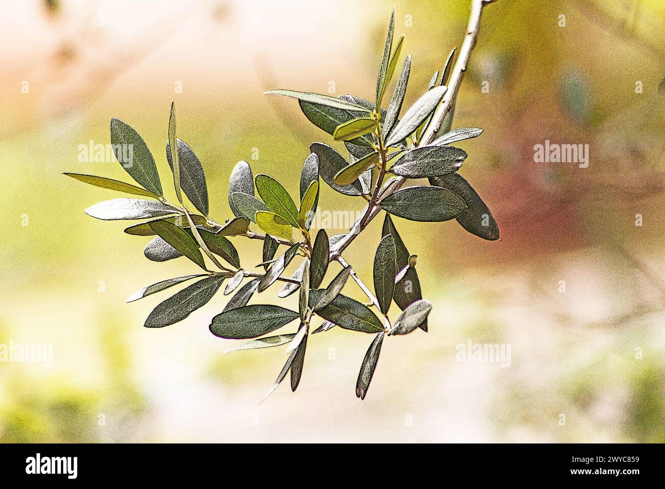 Branches of the olive tree hi-res stock photography and images - Alamy