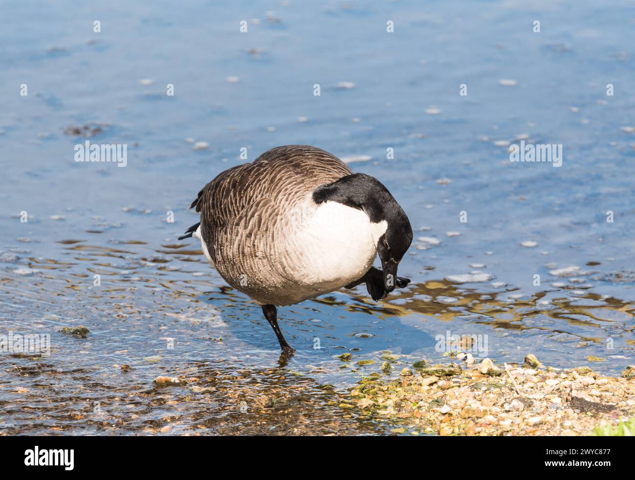 Canada Goose (Branta canadensis) scratching Stock Photo - Alamy