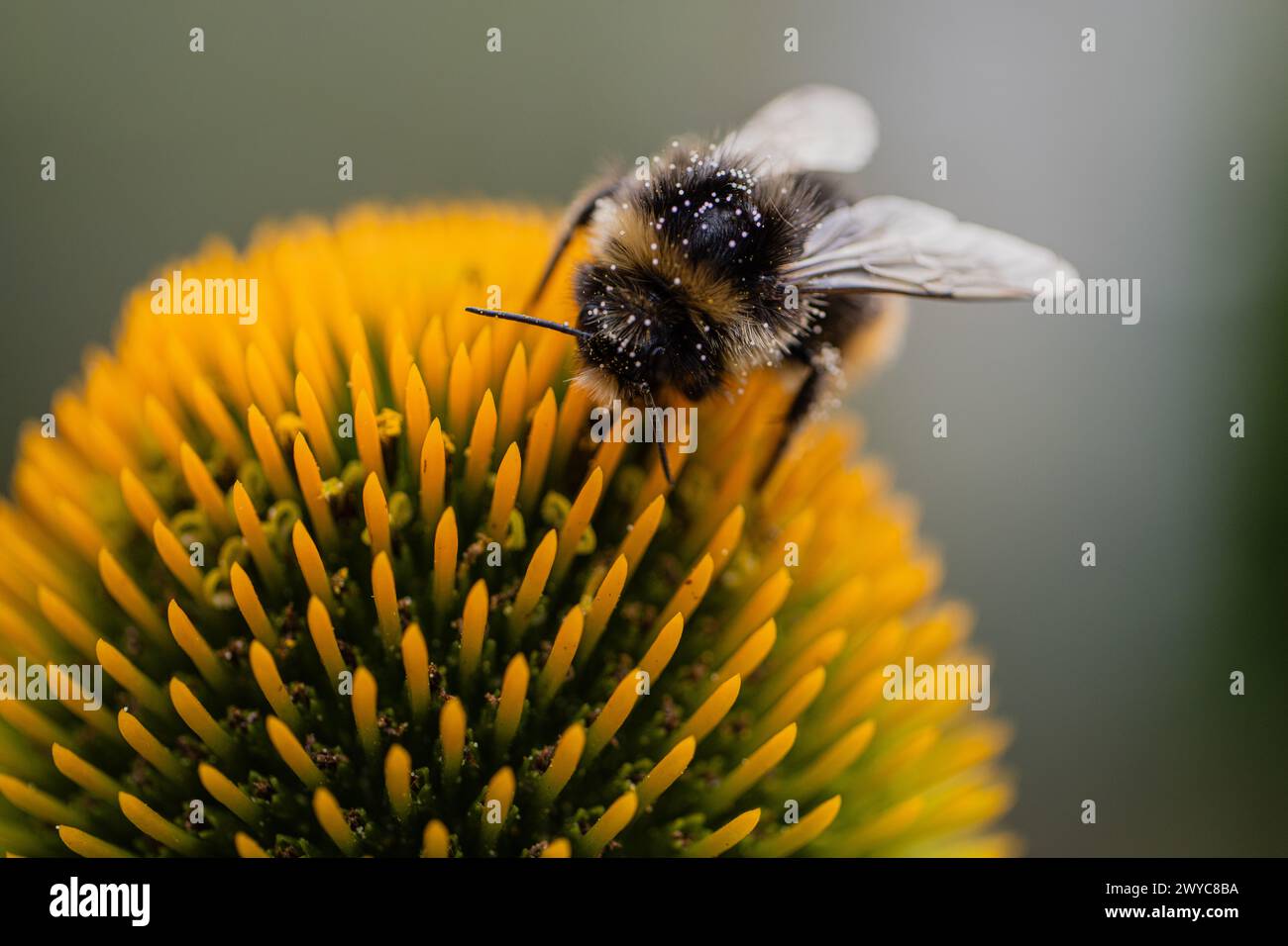 Bee collecting pollens from a yellow coneflower while being covered in ...
