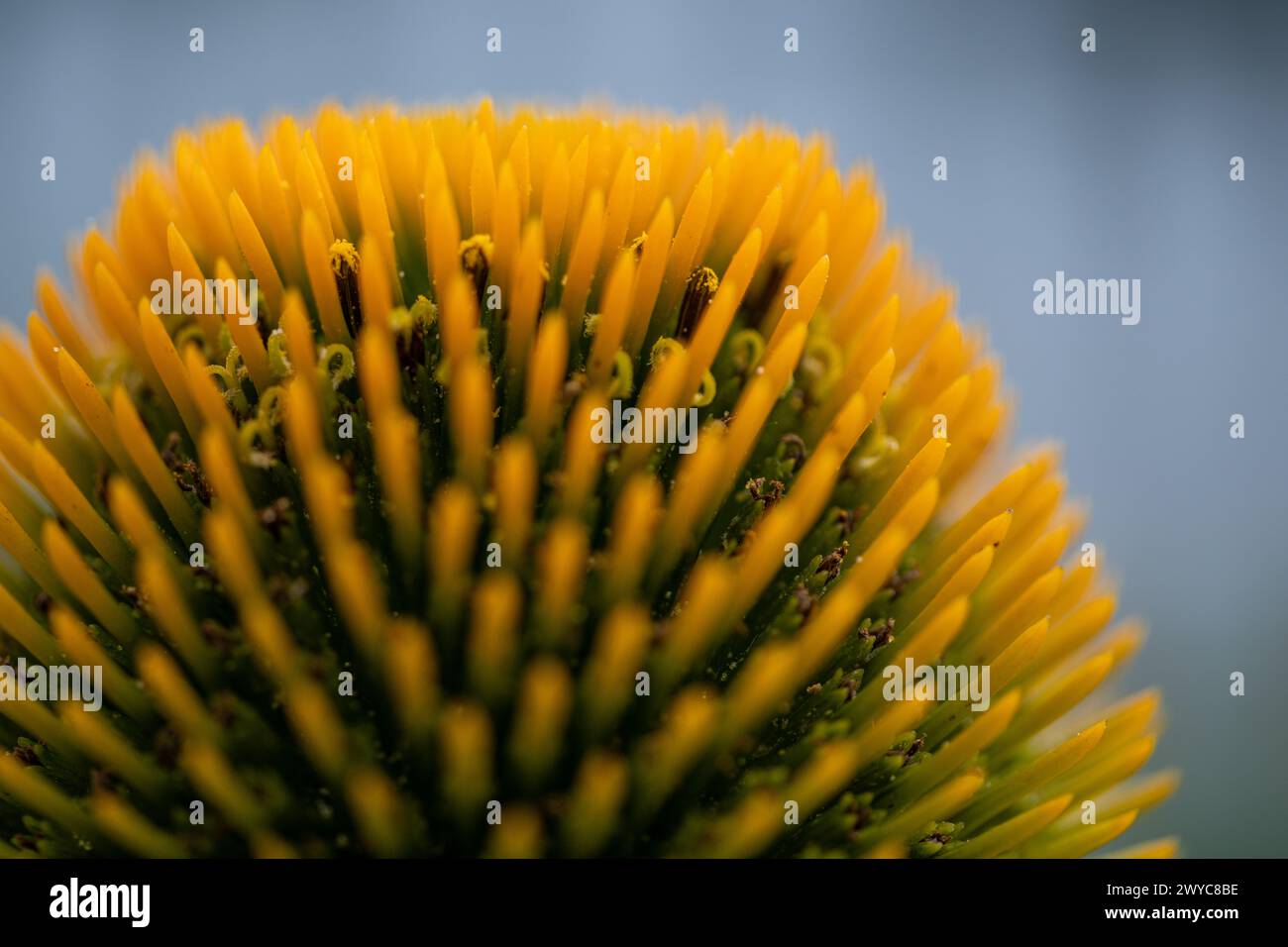 Coneflower close up hi-res stock photography and images - Alamy