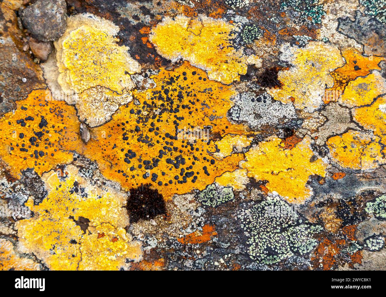 Various lichen on stone hi-res stock photography and images - Alamy