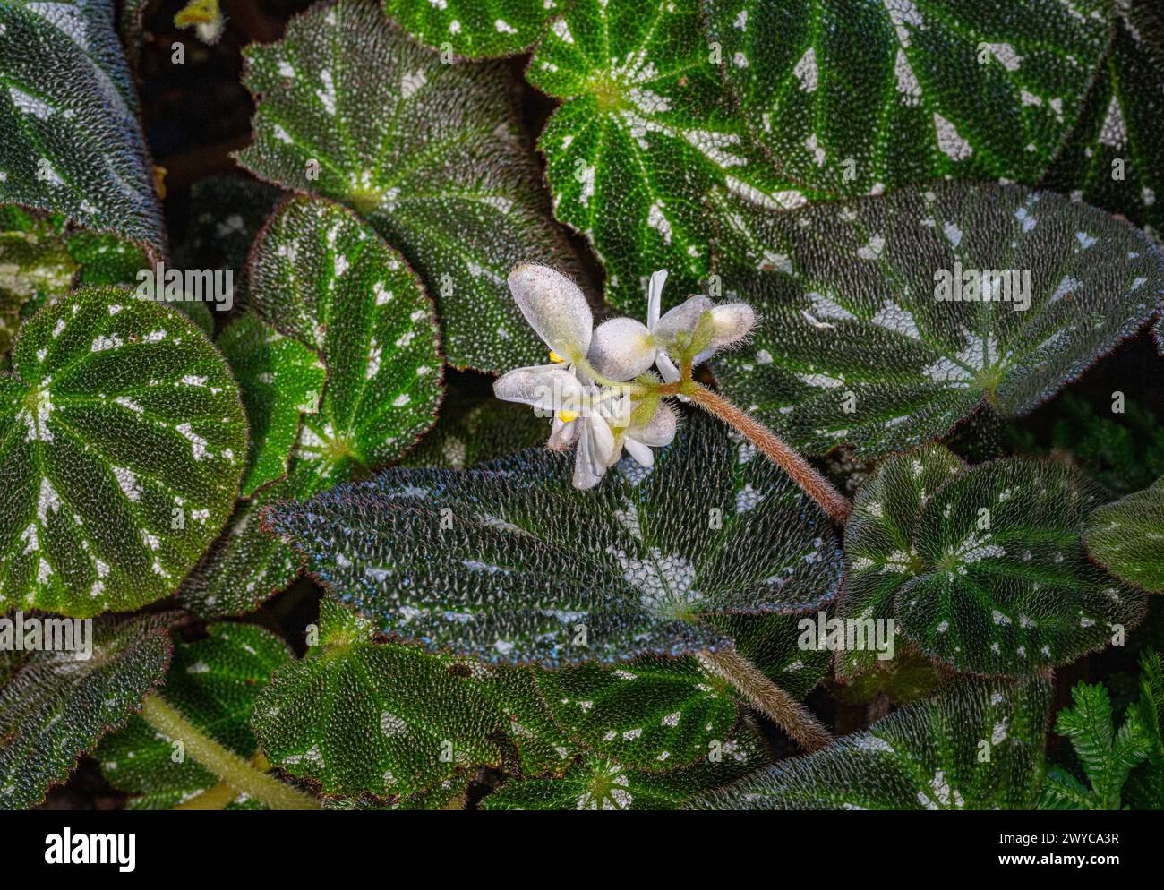 White flowers of a Begonia pustulata against its distinctive, textured ...