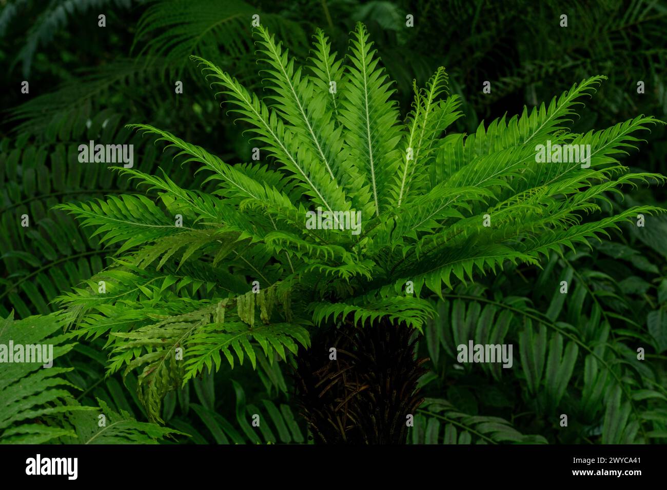 Blechnum gibbum called Silver lady or Dwarf tree fern (Blechnaceae ...
