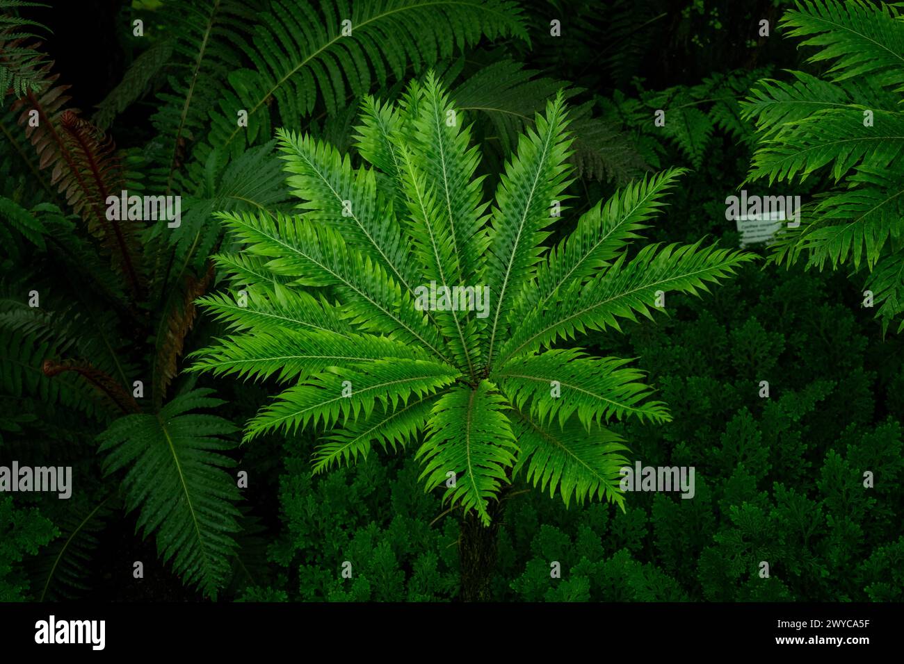 Blechnum gibbum called Silver lady or Dwarf tree fern (Blechnaceae ...