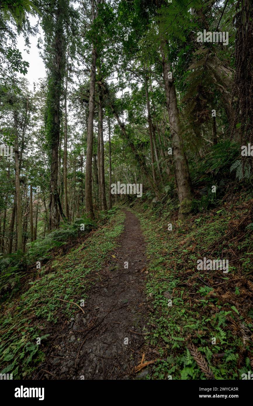 Secluded forest path surrounded by overhanging ferns and the serenity ...