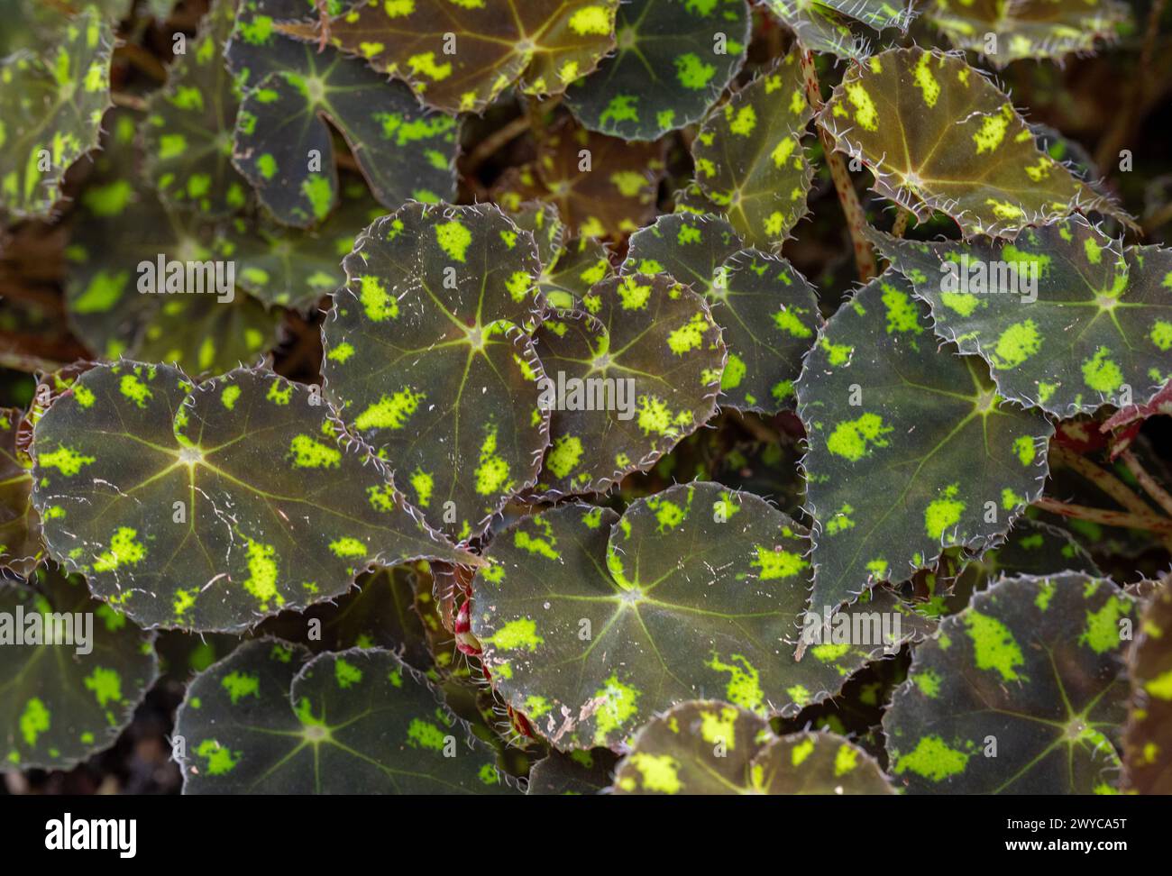 White flowers of a Begonia pustulata against its distinctive, textured ...