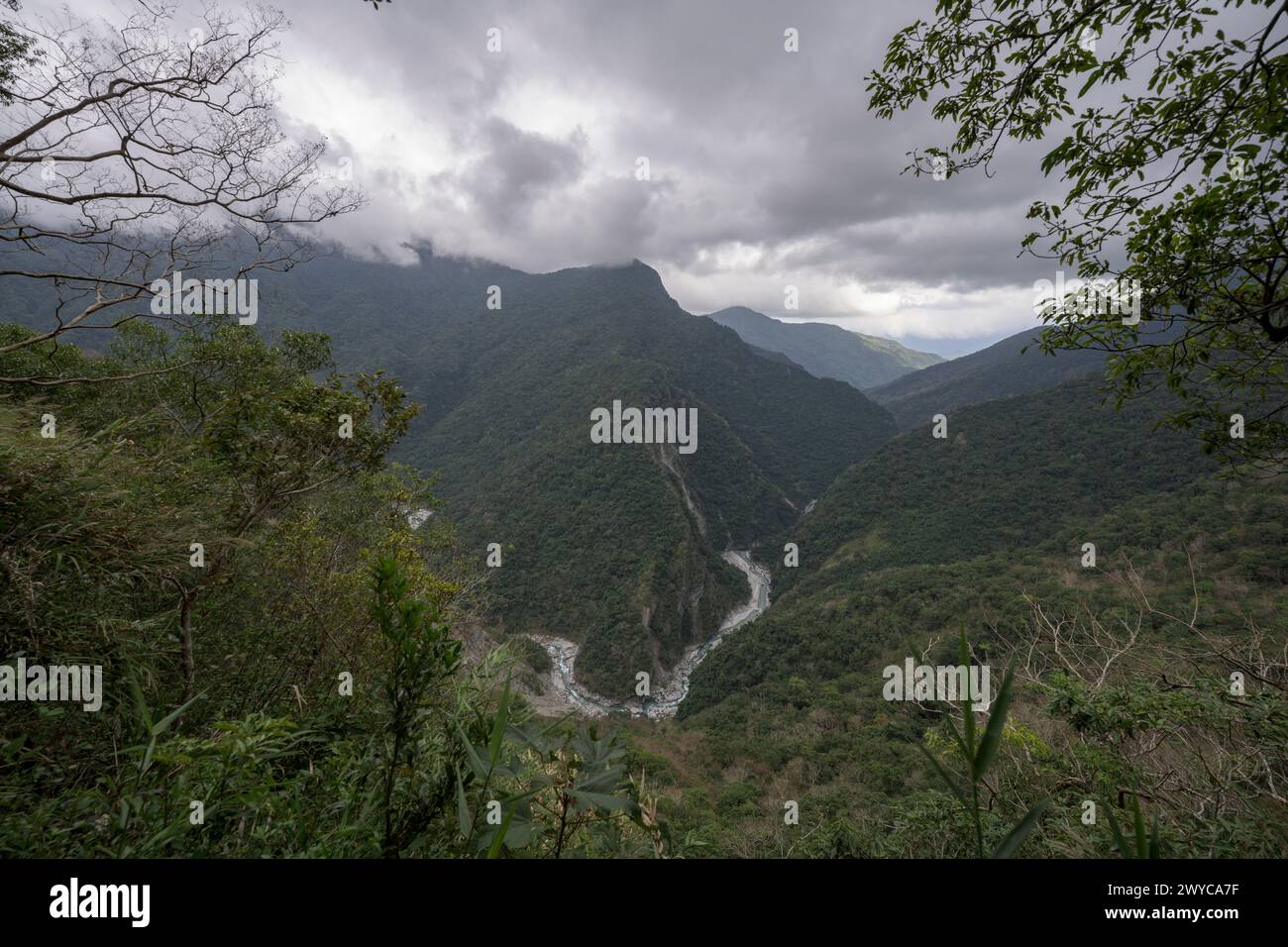 Secluded forest path surrounded by overhanging ferns and the serenity ...