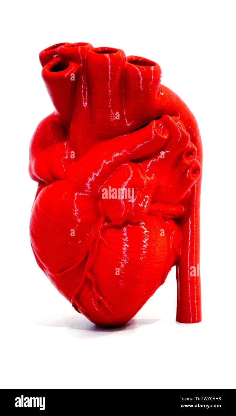 A prototype of a human heart 3D printed from molten red plastic. Model ...