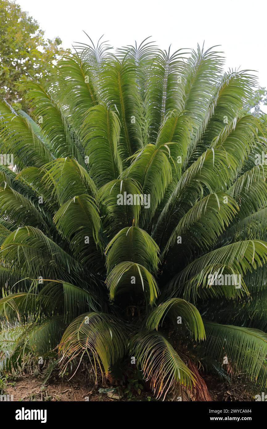 138 Impressive specimen of palma corcho -cork palm tree, Microcycas ...