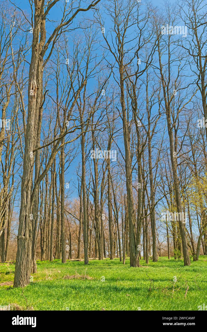 Tall and Thin Trees Reaching Above the Grasses in the Midewin National ...