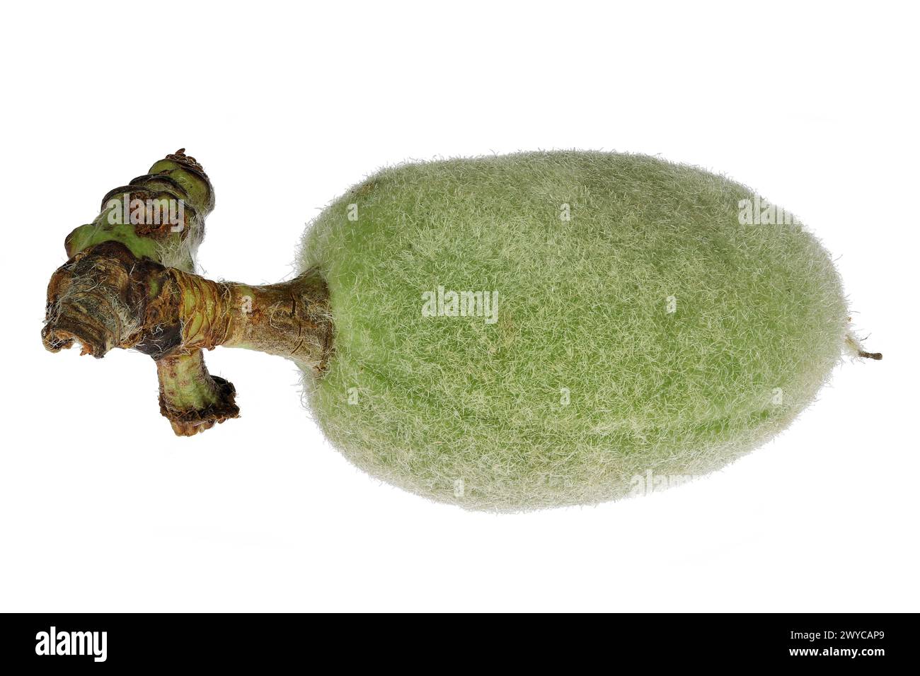 green almond (cagla badem) from Turkey isolated on white background ...
