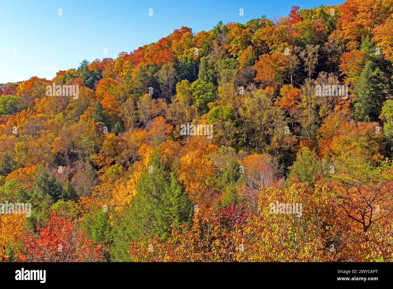 Fall Colors on a Ohio Hillside in Hocking Hills State Park in Ohio ...