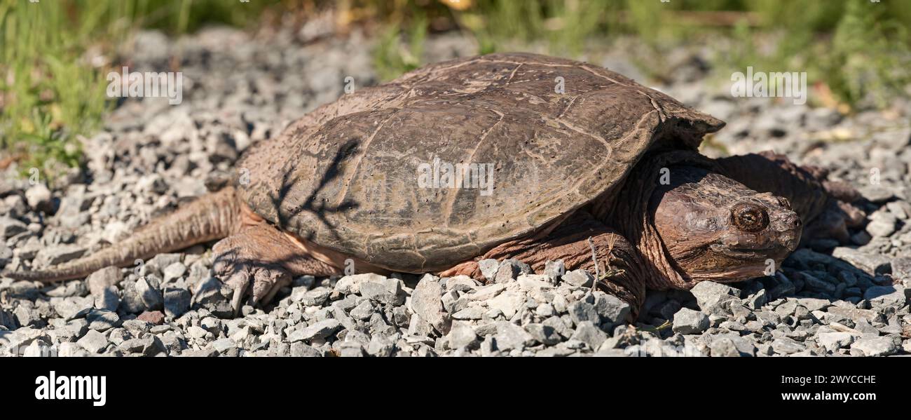 Common snapping turtle sunning itself on gravel stones Stock Photo - Alamy