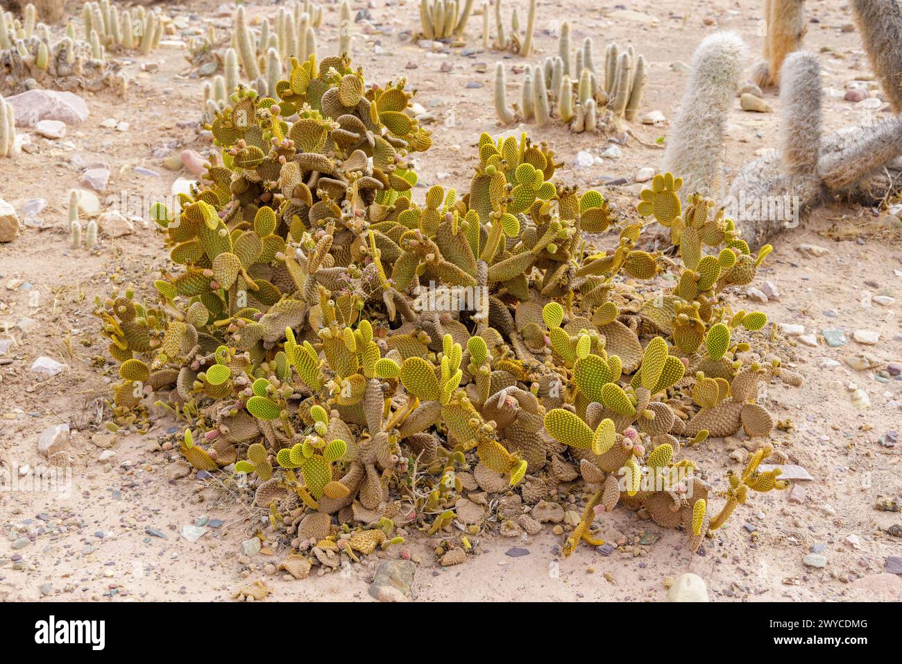 Old cactus (Opuntia scheeri) in the high altitude botanical garden in ...