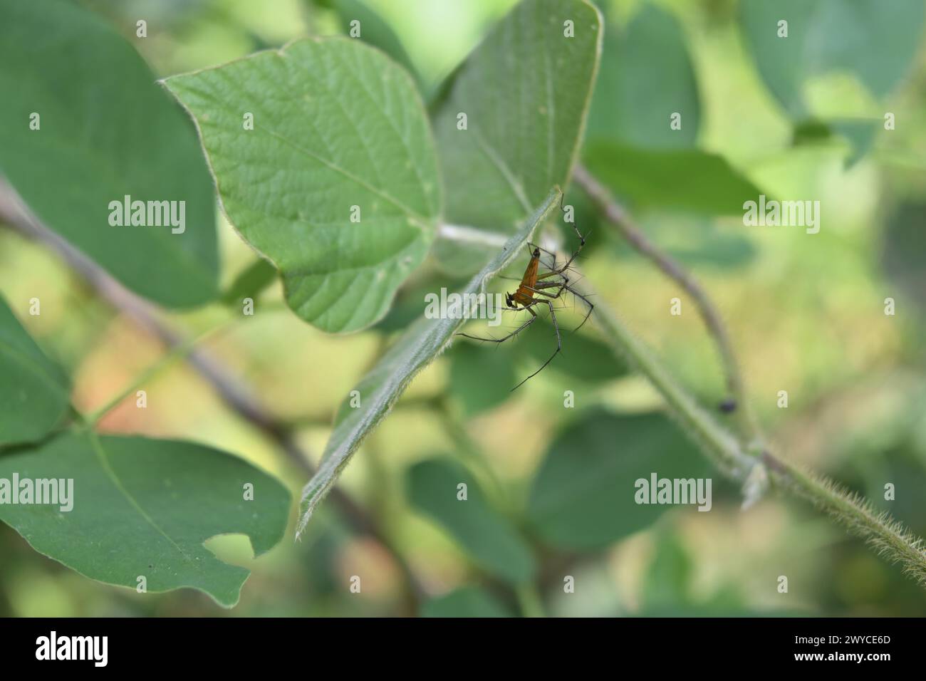 Side view of an orange colored striped lynx spider on the underside of ...