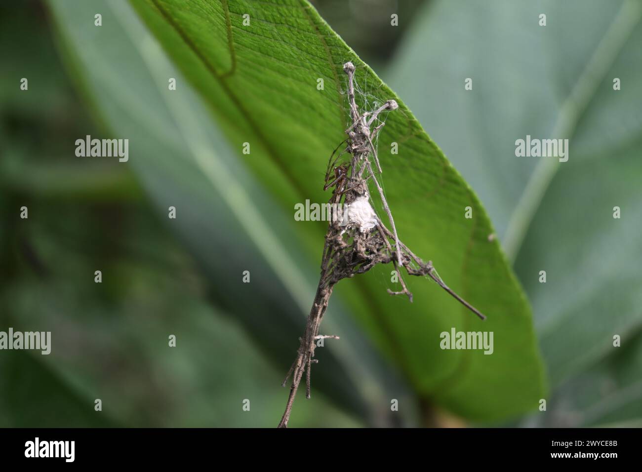 A striped lynx spider sits on its unique spider nest with its egg sac ...