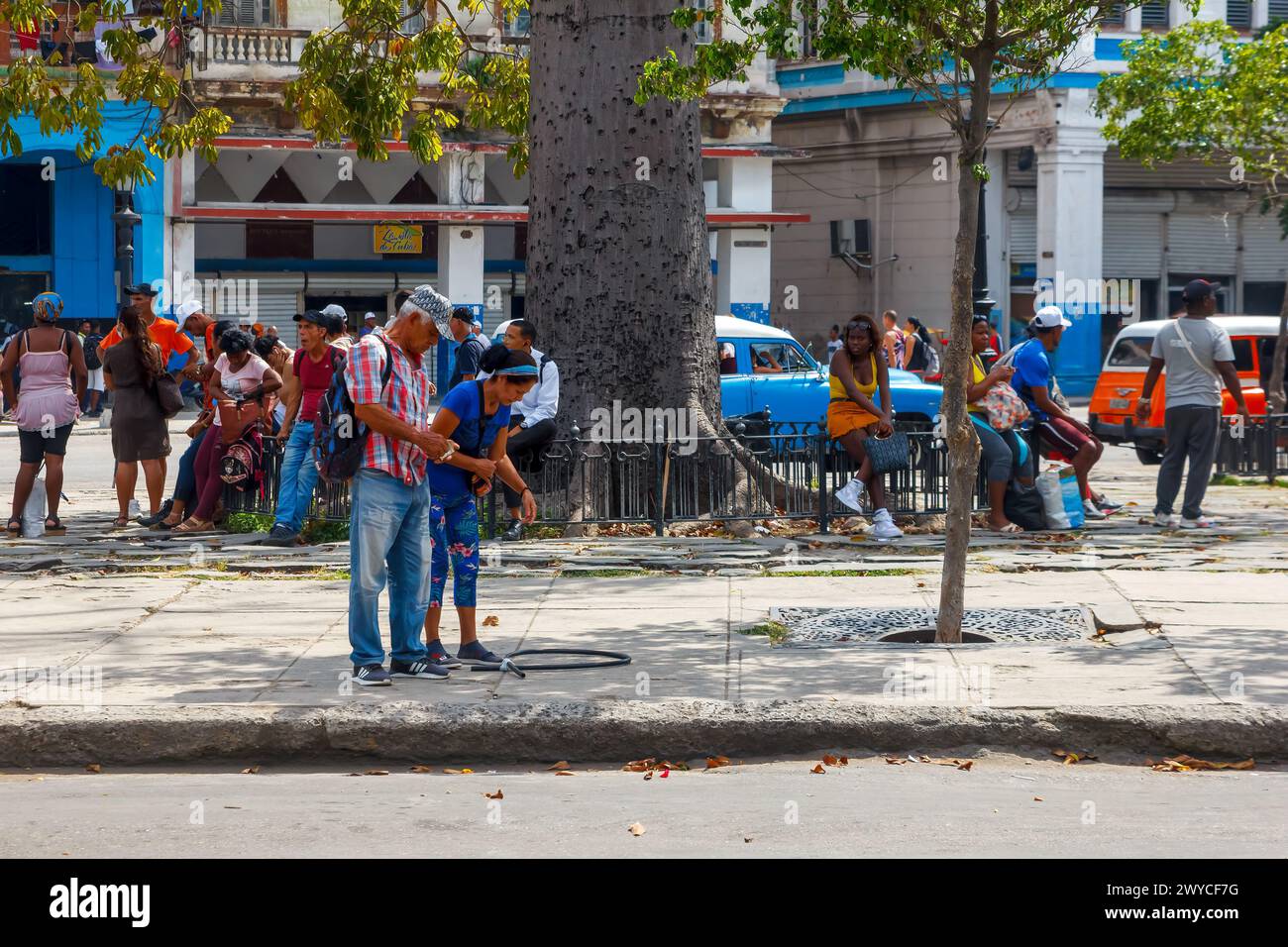 Cuban people on a damaged sidewalk and below a ceiba tree in Havana ...